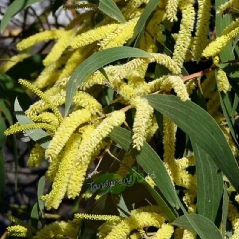 Jual Bibit tanaman pohon akasia mangium // Tanaman hutan akasia mangium ...