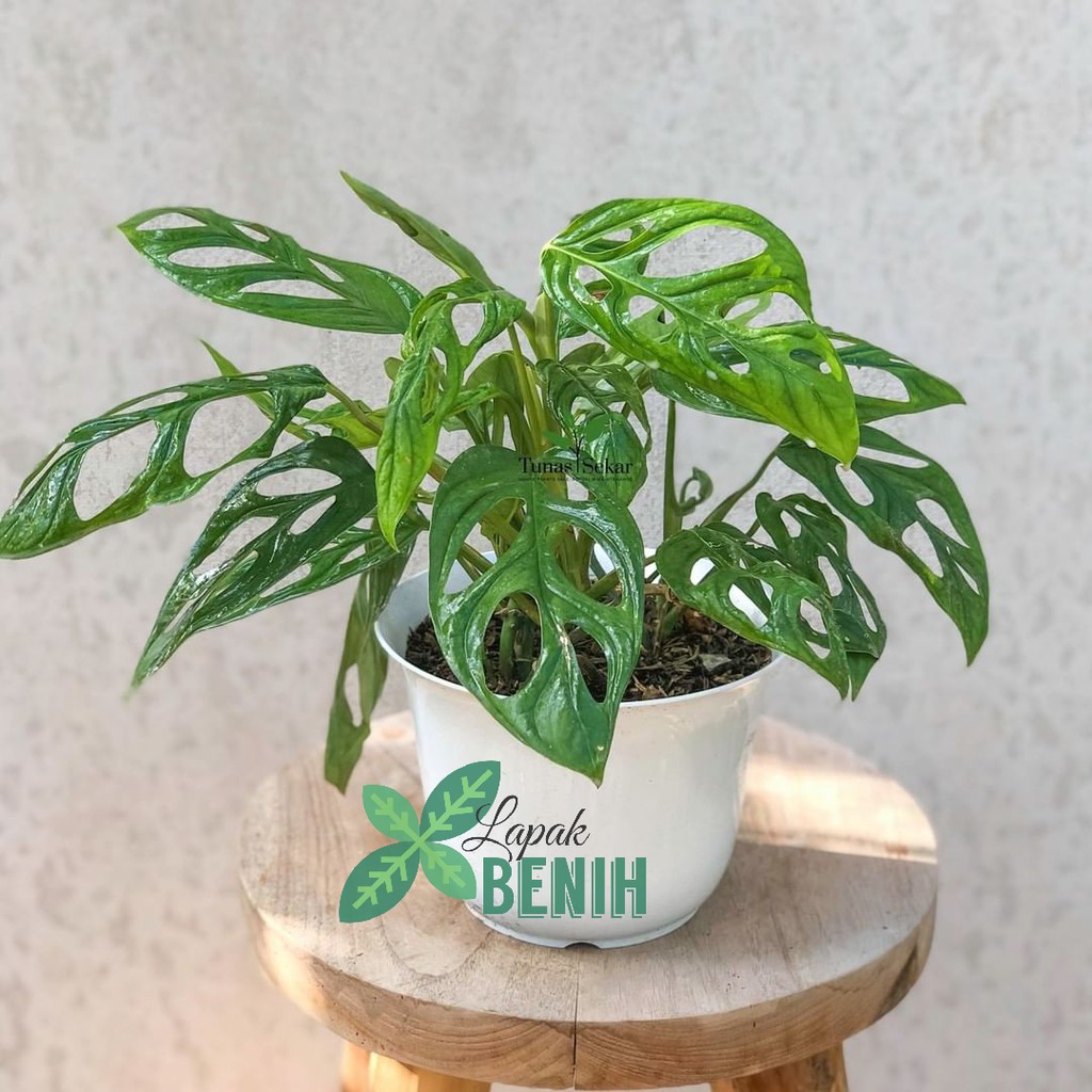 Jual Monstera janda bolong adansoni tanaman janda bolong | Shopee Indonesia