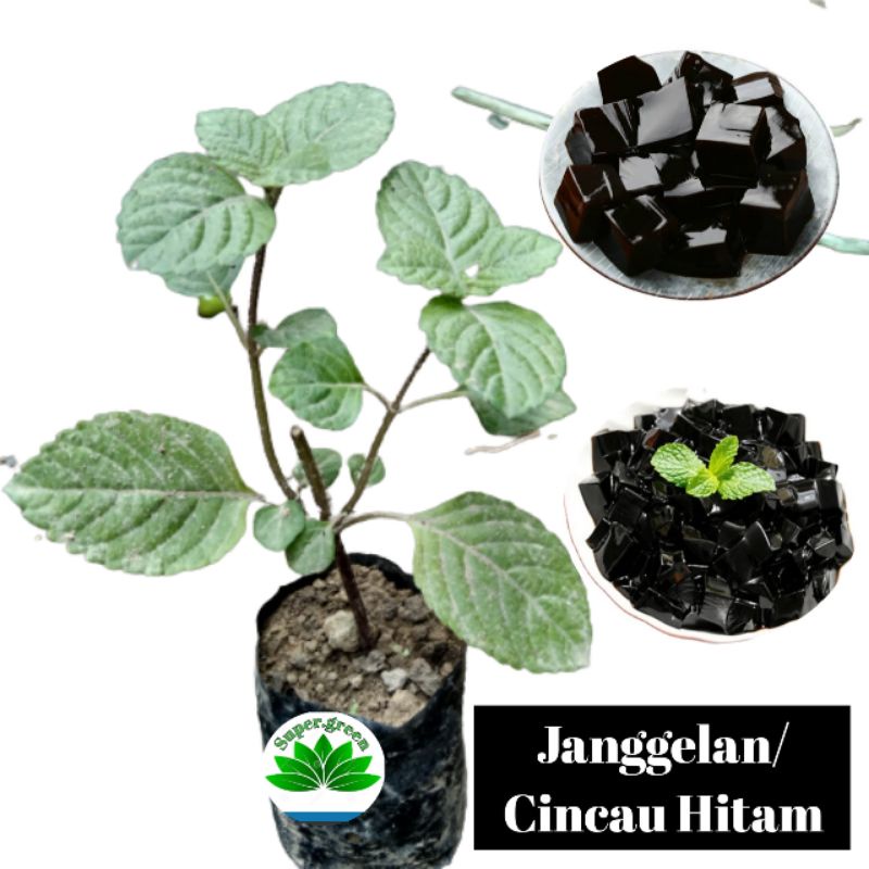 Jual bibit cincau hitam/tanaman Janggelan/pohon cincau Hitam Janggelan ...