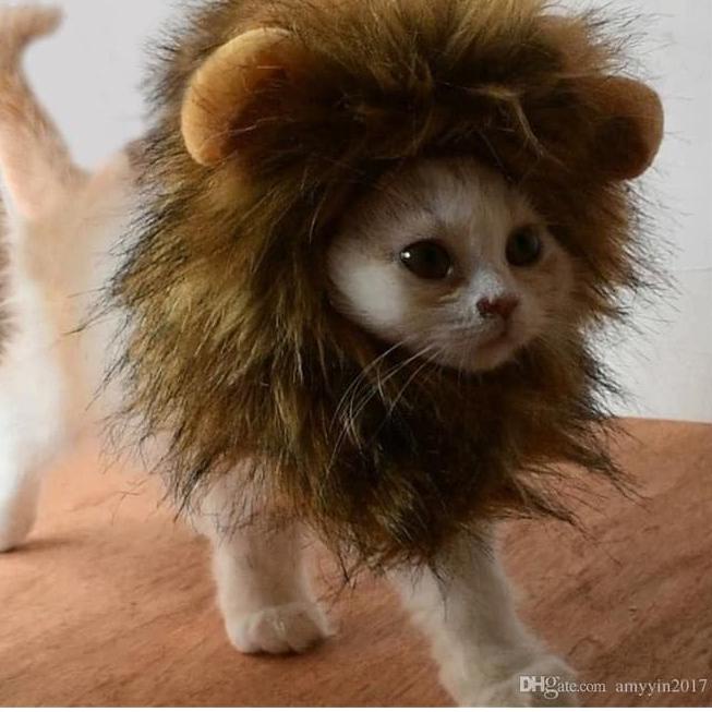 Jual Kostum Kucing Anjing Model Wig Rambut Singa Topi Cat Lion Hair ...