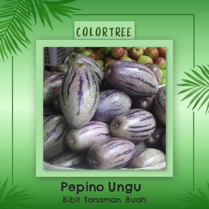 Jual Bibit Tanaman Buah Pepino Ungu kliwon | Shopee Indonesia