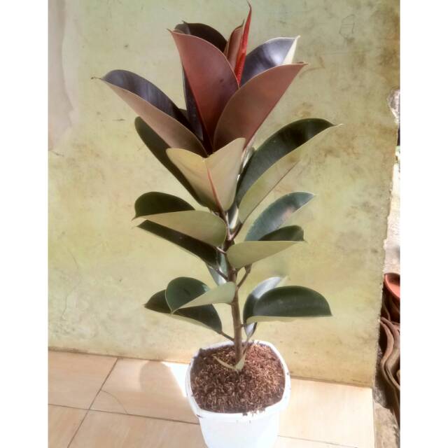 Jual Tanaman Karet Kebo / Ruber Plant | Shopee Indonesia