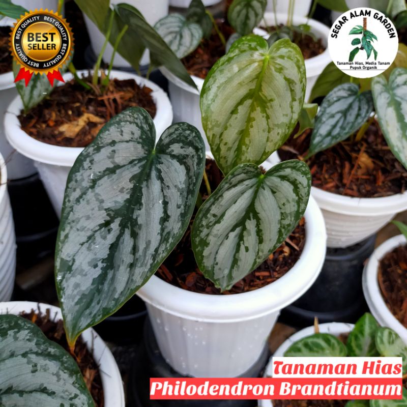Jual Tanaman Hias Philodendron Branditianum - Silver Leaf Philodendron ...