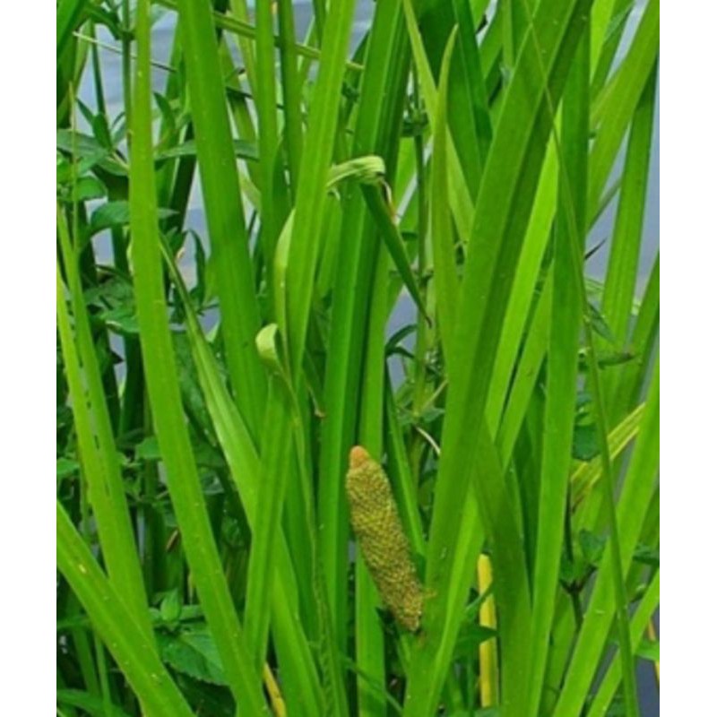 Jual tanaman Dlingo/jaringao | Shopee Indonesia