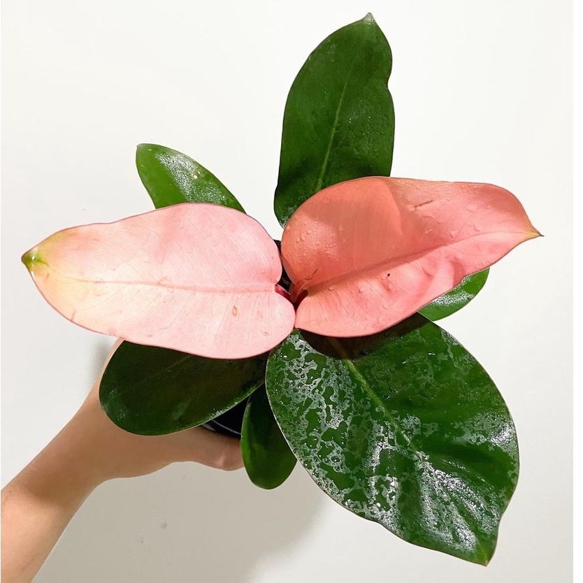 Jual Philodendron Pink Congo Philo Anakan Tanaman Pilodendron Tanaman ...