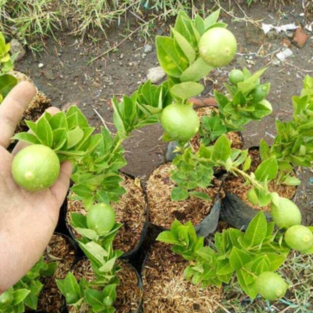 Jual Bibit jeruk lemon buah - AGRO WISATANI | Shopee Indonesia