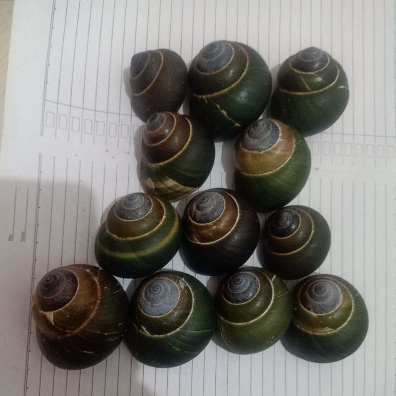 Jual CANGKANG KEONG ASPERITAS EVERETTI SNAILS (land snails) | Shopee ...