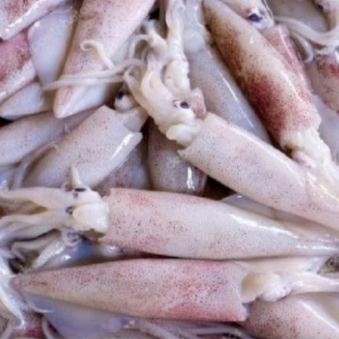 Jual Cumi Jarum Jumbo Segar Fresh | Shopee Indonesia