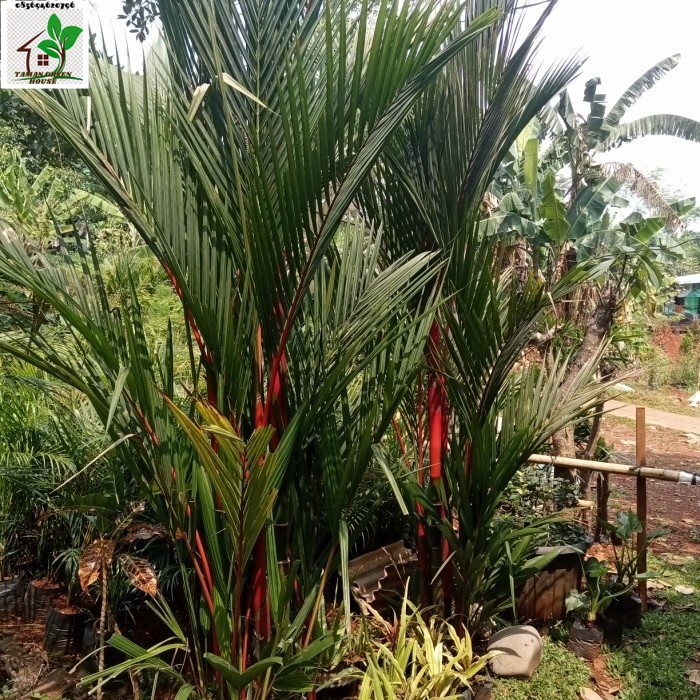 Jual Tanaman hias pohon palem merah 3 meter | Shopee Indonesia