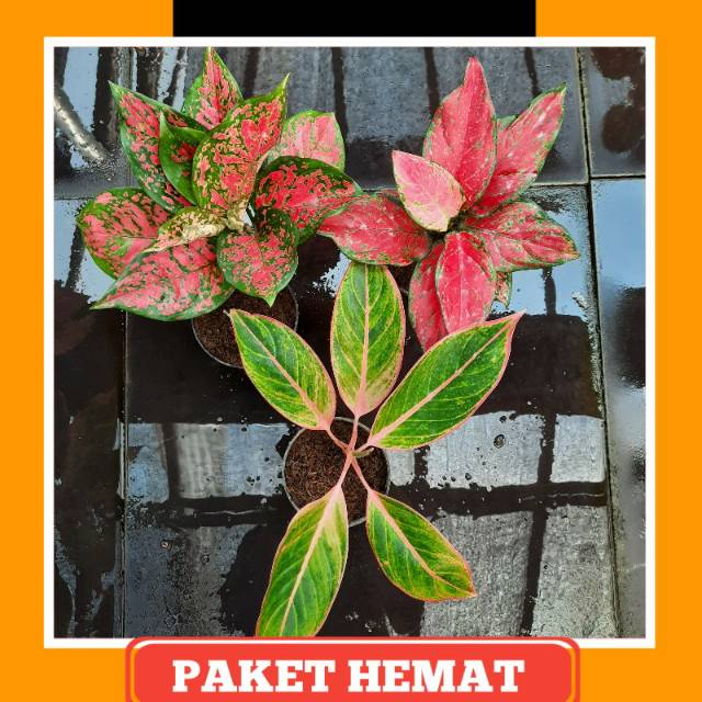 Jual Paket Hemat Aglonema / Aglaonema ( Dud anjamani, Red anja, klasik ...