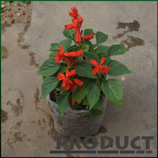 Jual TANAMAN HIAS Salvia bunga merah (Salvia splendens Faye Chapel ...