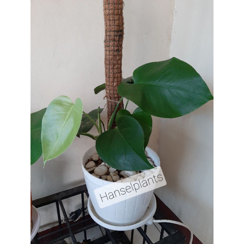 Jual Monstera Deliciosa Var Borsigiana | Shopee Indonesia