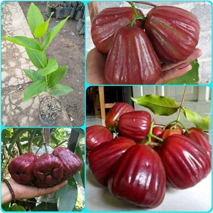 Jual bibit jambu dalhari super unggul | Shopee Indonesia