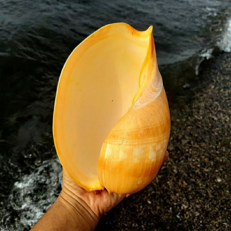Jual CANGKANG KERANG MELO DIADEMA JUMBO KELOMANG LAUT BESAR BINGA ...