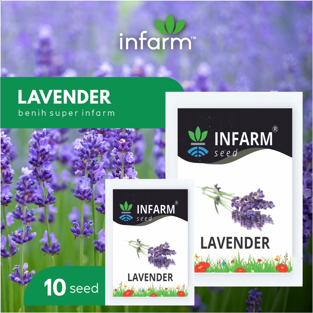 Jual INFARM - Benih Bibit Biji Super Bunga Lavender Munstead | Shopee ...