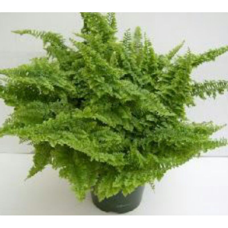 Jual tanaman hias pakis embun | Shopee Indonesia