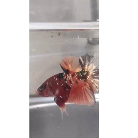 Jual [PRODUK ZKGGA] Cupang iron Man bahanan nemo copper gold nemo ...