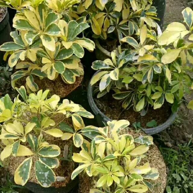 Jual Tanaman hias walisongo mini kuning | Shopee Indonesia