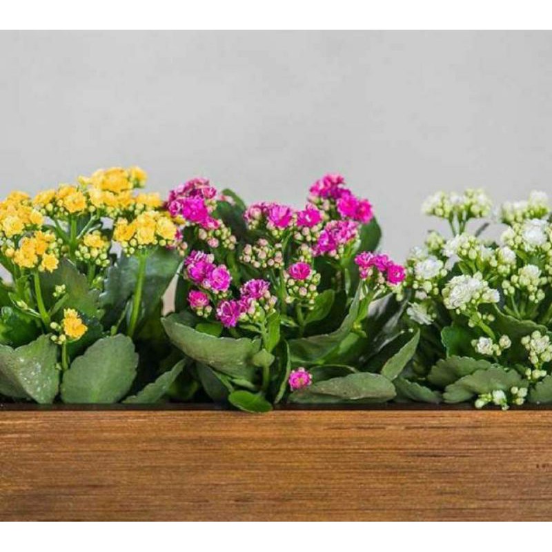 Jual tanaman hias kalanchoe pinnata/ bunga calandiva | Shopee Indonesia