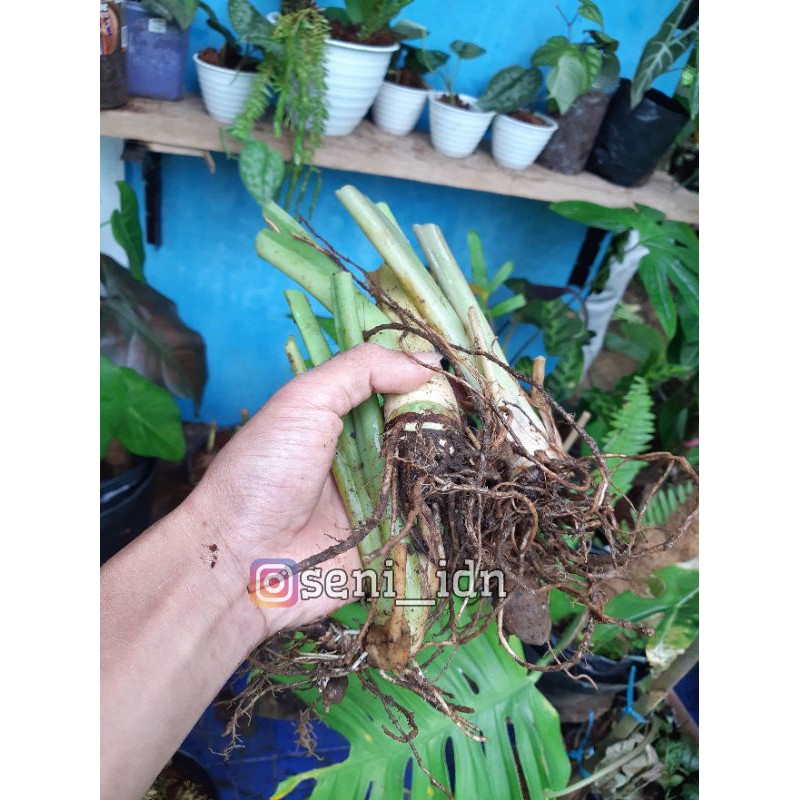 Jual Bongol Alocasia Alba | Shopee Indonesia