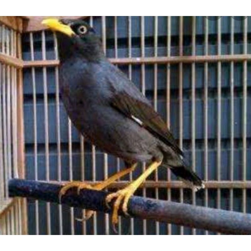 Jual JALAK KEBO JANTAN MATA KUNING | Shopee Indonesia