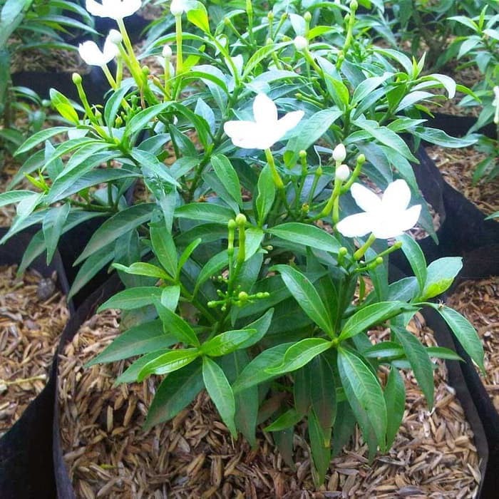 Jual Tanaman Hias Rembosa Mini | Shopee Indonesia