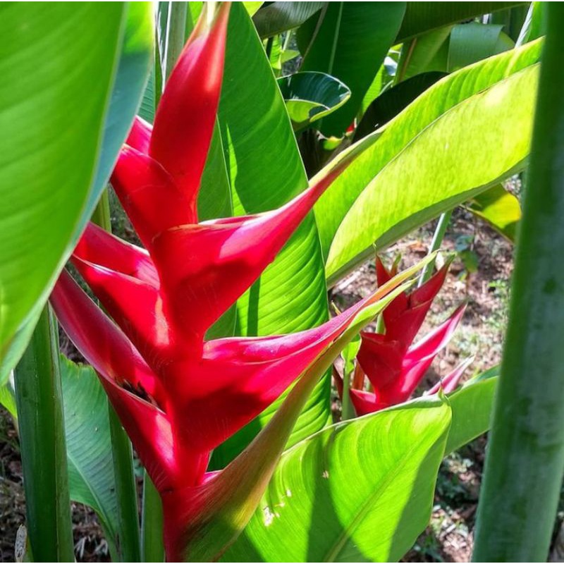 Jual Tanaman Hias Heliconia Pisang Bali Pisang Hias Pohon Pisang