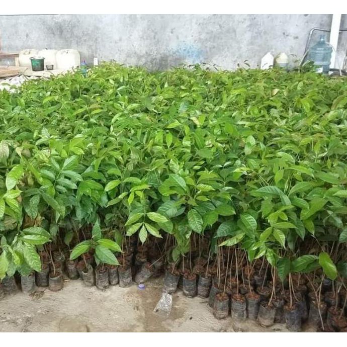 Jual !!new!! 1 kg benih biji tanaman pohon mahoni | Shopee Indonesia