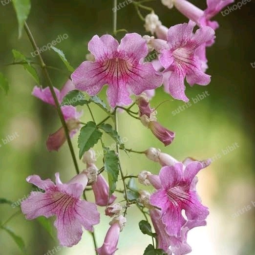 Jual Tanaman Bunga Tecomaria Pink Berbunga | Shopee Indonesia