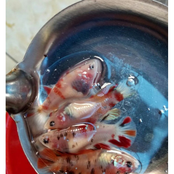 Jual Ikan cupang plakat Nemo betina | Shopee Indonesia