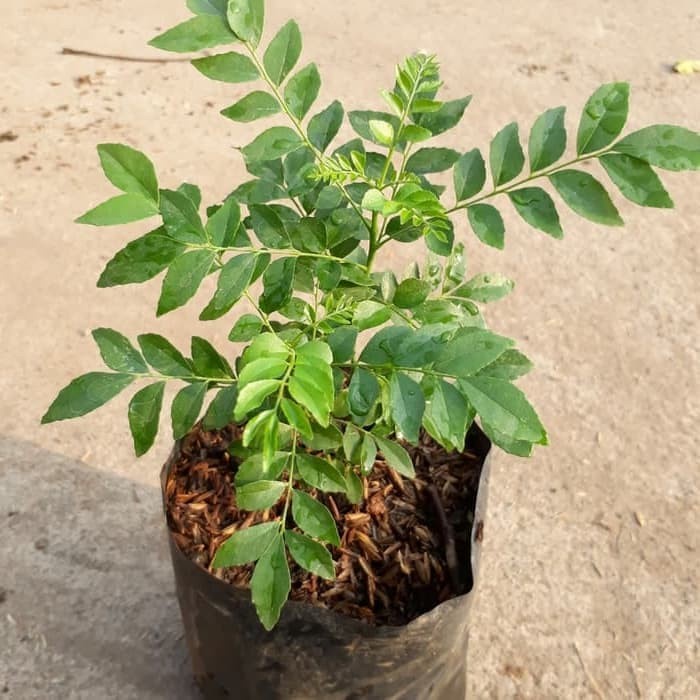 Jual PROMO Bibit Daun Kari Salam Koja Temurui Wild Curry Leaves ...