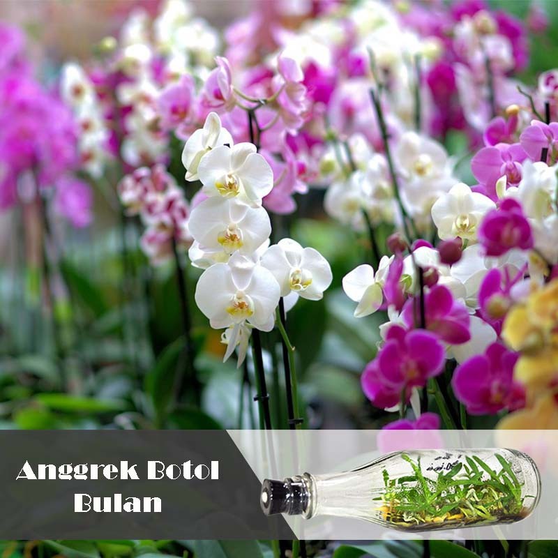 Jual Tanaman Anggrek Botol | Shopee Indonesia