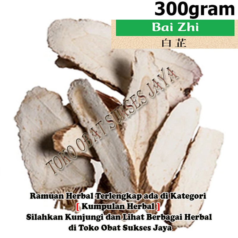 Jual [300gram] Bai Zhi / Pek Chi / Angelica Root - [ 白芷 ] - Radix ...