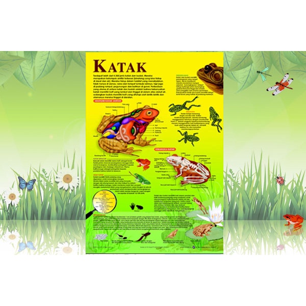 Jual Poster Anatomi Hewan ( KATAK ) | Shopee Indonesia