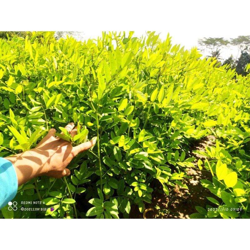 Jual bibit indigofera pakan ternak bergizi tinggi | Shopee Indonesia