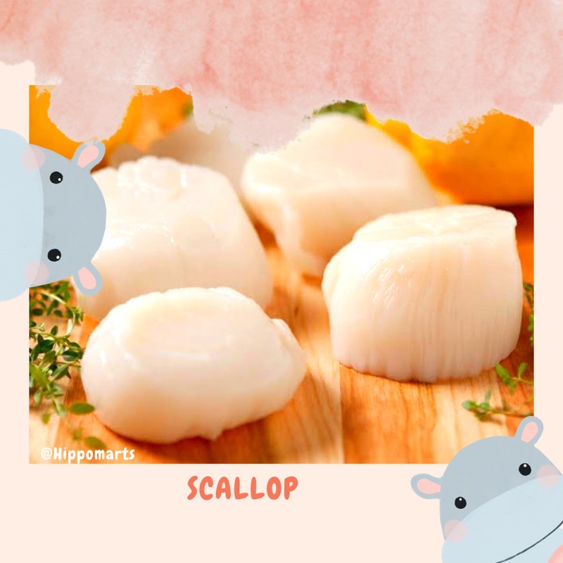 Jual Scallop US fresh Frozen / Kerang Kampak / Kerang Simping | Shopee ...
