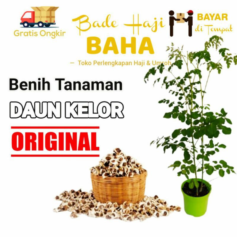 Jual Kelor I Biji Kelor I Bibit Kelor I Benih Kelor I Benih Biji Kelor ...