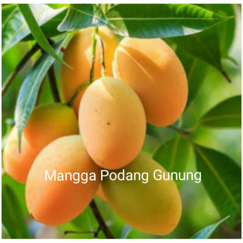 Jual bibit mangga podang | Shopee Indonesia