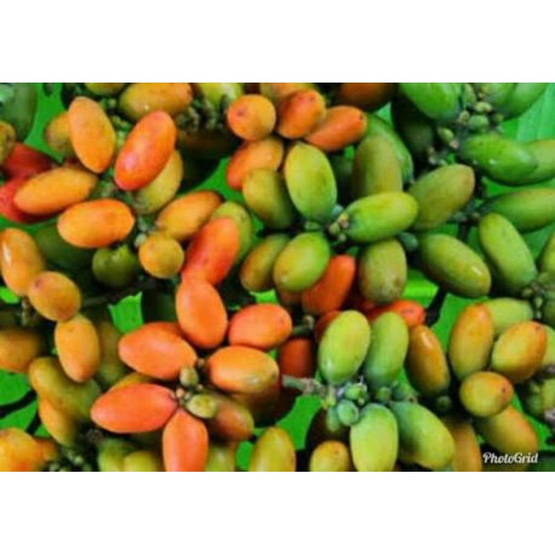 Jual Buah Melinjo / Biji Melinjo / Berat 100 gram | Shopee Indonesia