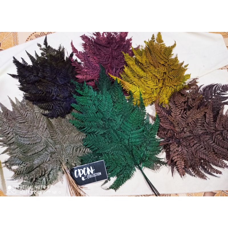Jual Daun pakis kering |perikat 3-5 batang| buket bunga | Shopee Indonesia