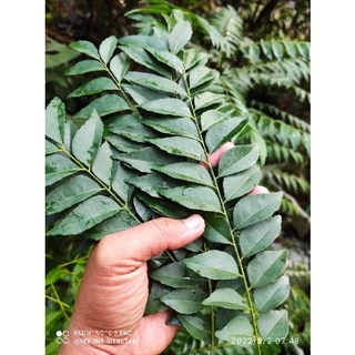 Produk KebunBibitBuTari | Shopee Indonesia