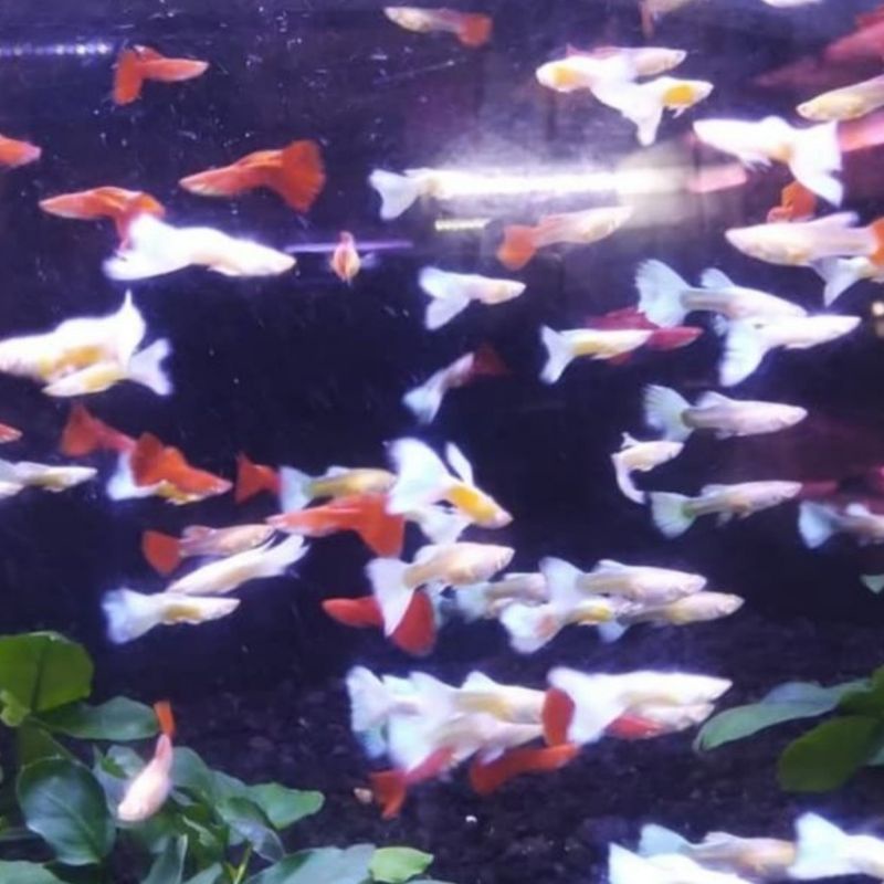 Jual paket 10 ekor ikan Guppy merah dan putih / red Singapure dan platinum | Shopee Indonesia