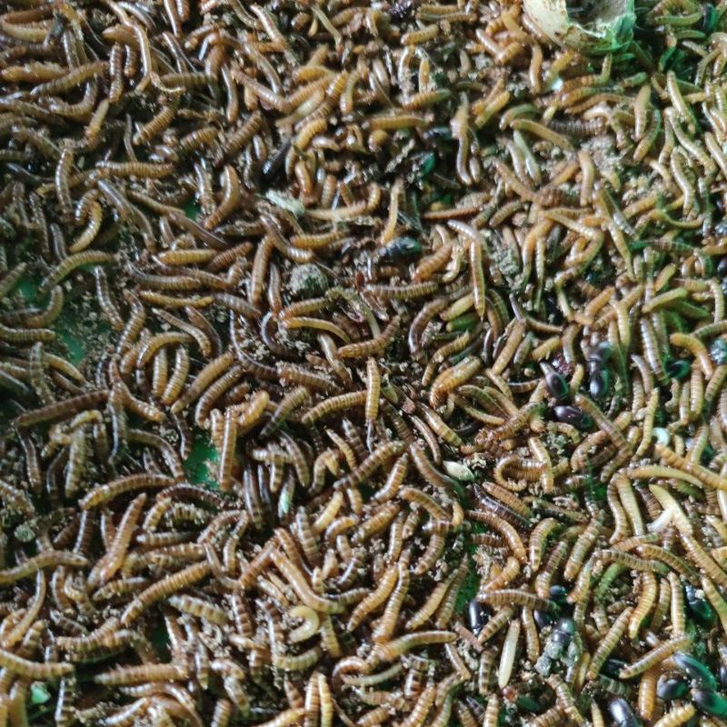 Jual ULAT KANDANG HIDUP PAKAN BURUNG BERKICAU / REPTIL / IKAN PREDATOR ...