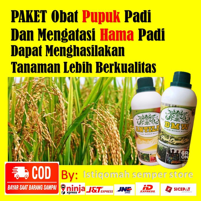 Jual Promo 1 Antilat + 1 Poc Bmw Pupuk Padi - pupuk Mengatasi Hama Padi ...