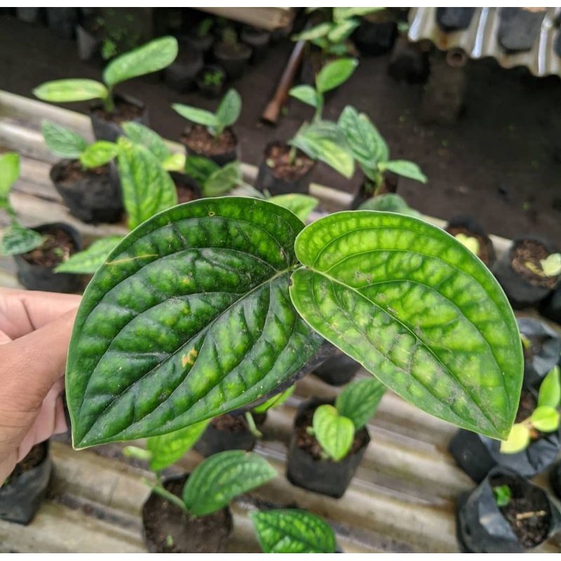 Jual NEW PRODUK tanaman hias sirih batak | Shopee Indonesia