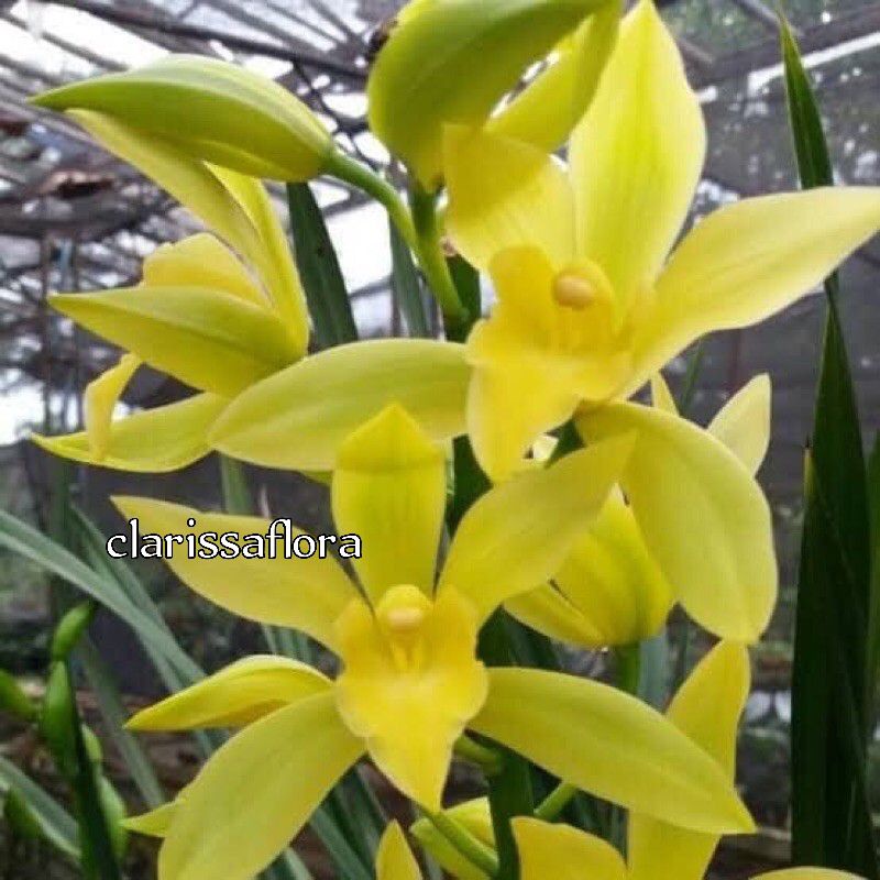 Jual ANGGREK TANAH KUNING - POHON ANGGREK TANAH | Shopee Indonesia