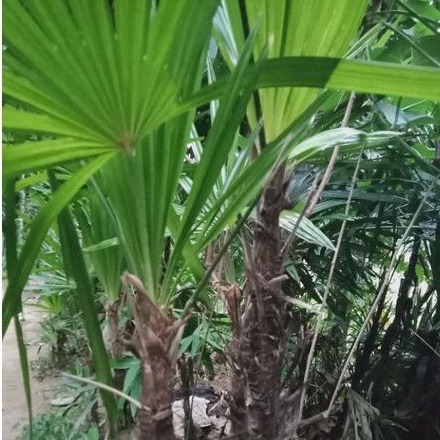 Jual Bibit Tanaman Waregu 1 Pohon Berakar | Shopee Indonesia