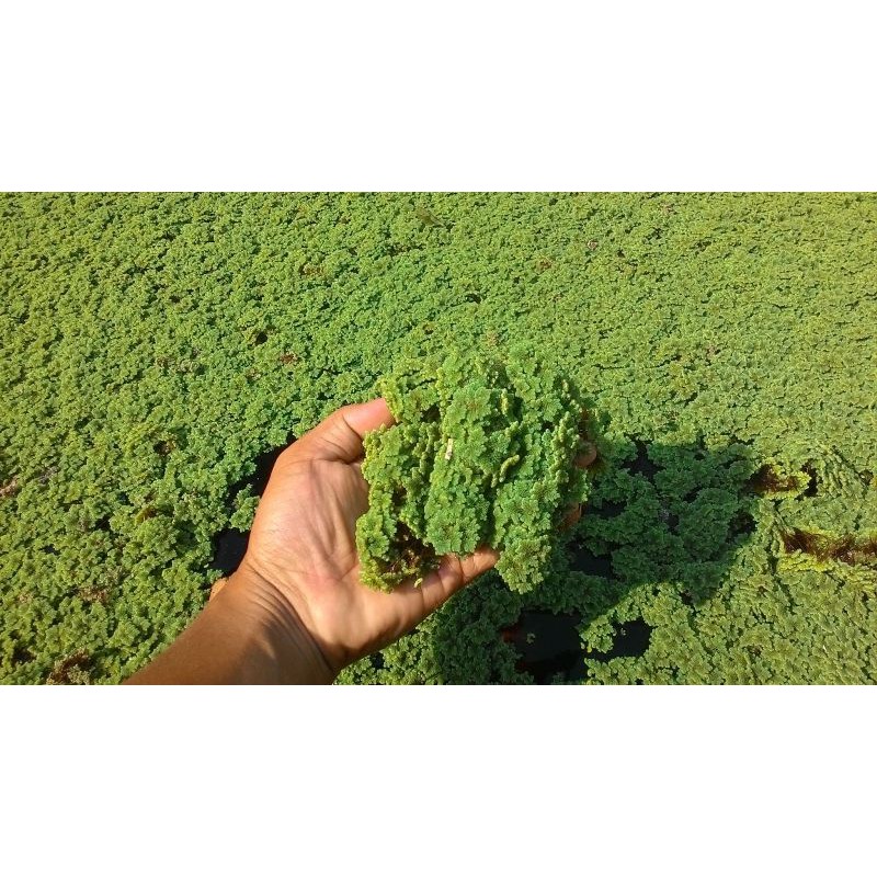 Jual Bibit Azolla Microphyla 1KG | Shopee Indonesia