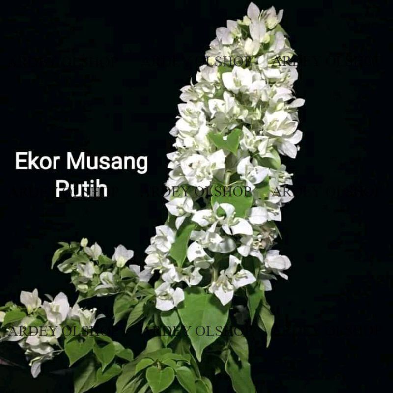 Jual TANAMAN HIAS BUGENVIL BUNGA KERTAS//EKOR MUSANG PUTIH | Shopee ...