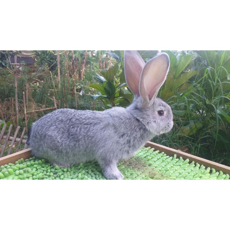 Jual Kelinci Raksasa German Giant Asli | Shopee Indonesia